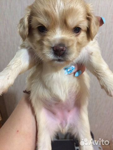 Продам собак