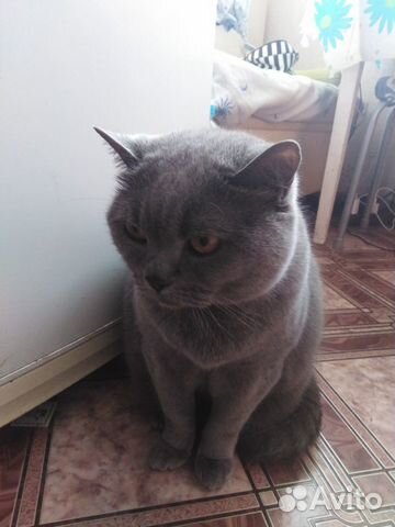 Отдам кошку в хорошие руки