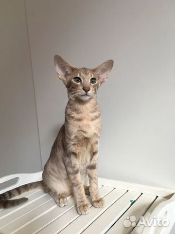 Ориентальные котята из питомника
