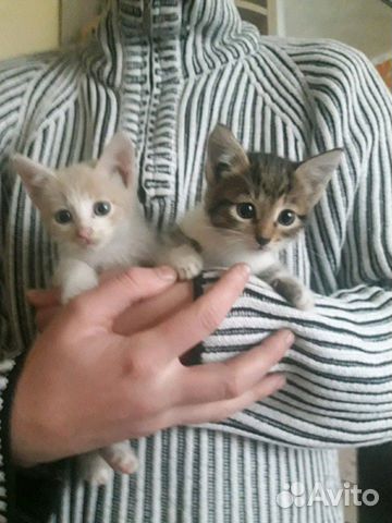 Отдам рыженькую кошку