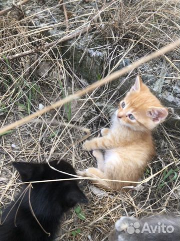 Котят в добрые руки