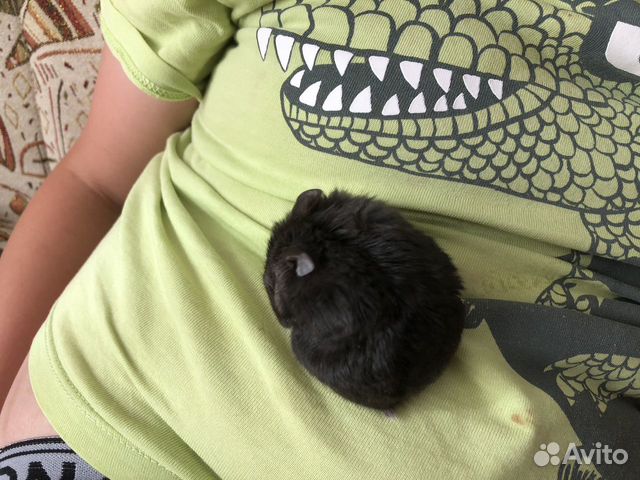 Джумгарский хомячок