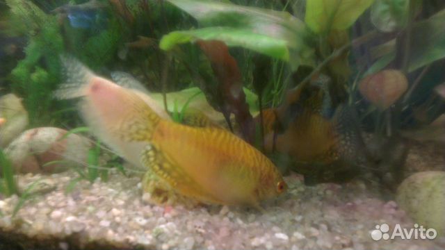 Анциструс,гурами