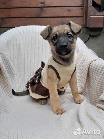 Маленькая принцесса в поисках дома