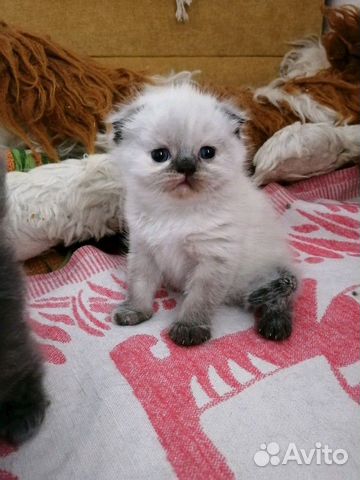 Малыши хайленды фолд