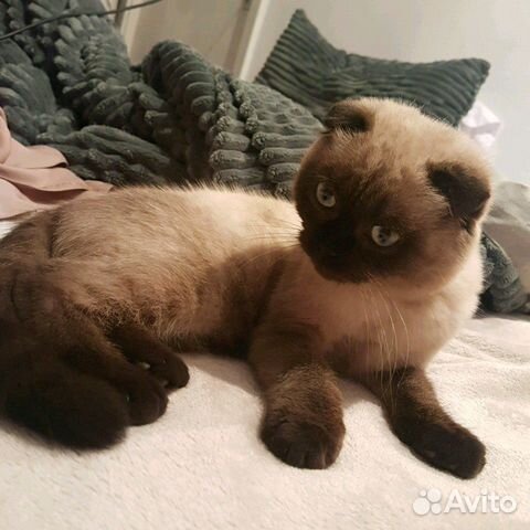 Котенок мальчик скоттиш-фолд