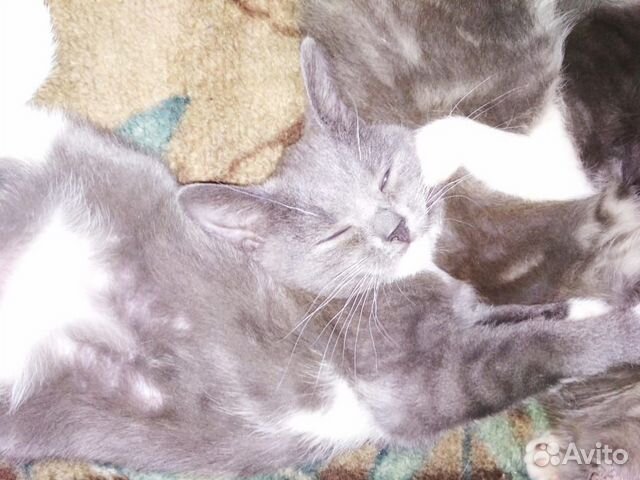 Полубританцы