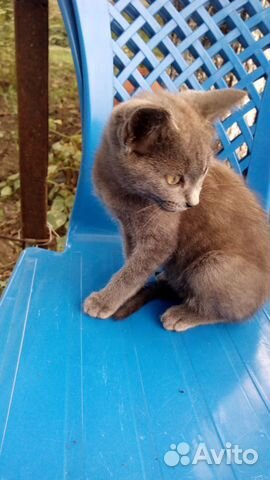 Подарю котёнка