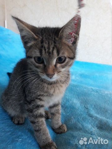 Кузя ждет родителей