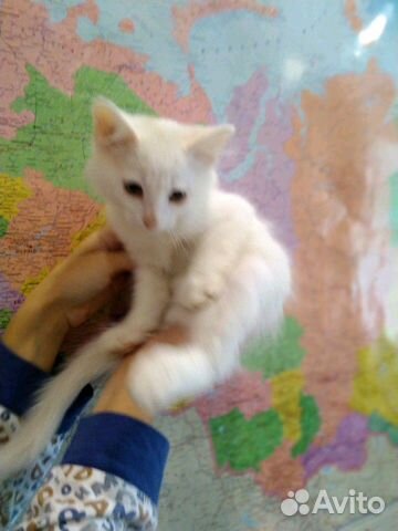 Котята-белоснежки от мамы Снежки