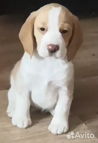 Бигль, окрас биколор, девочка, дата рождения 15.06