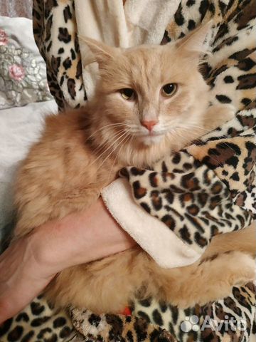 Красавец кот Лёва ищет дом