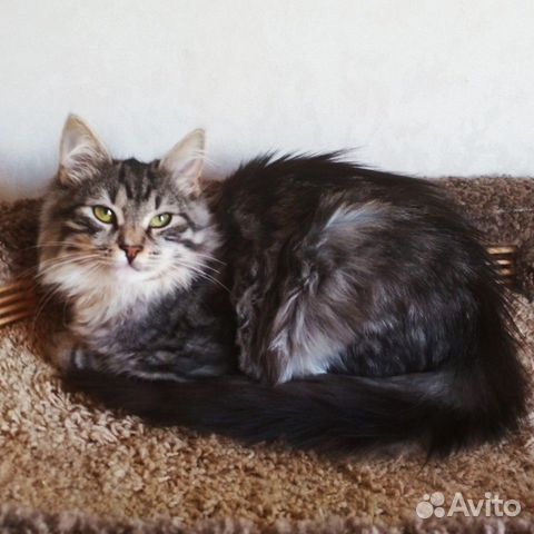 Сибирский котик