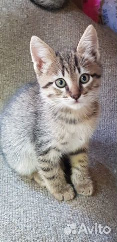 Котенок мальчик Тиша 2 мес в добрые руки