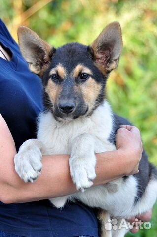 Отдадим щенят