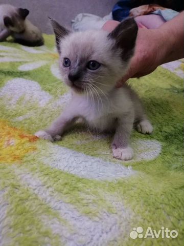 Сиамские котята