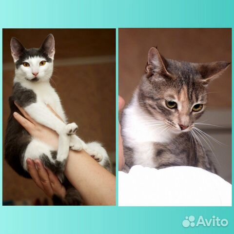 Котята в дар