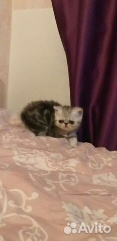 Котёнок вискас