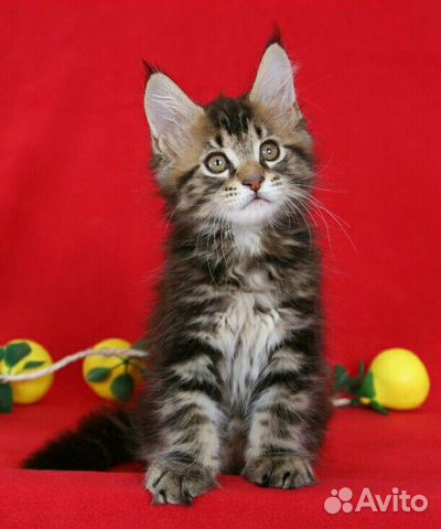 Котик Мейн-кун с документами