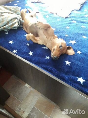 Такса мальчик 1год 8мес