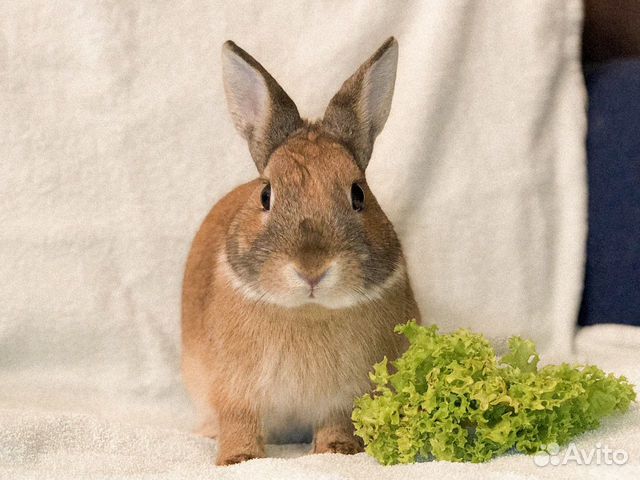 Кролик для вязку