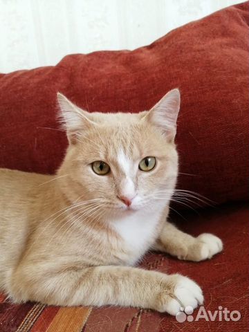 Котик в дар