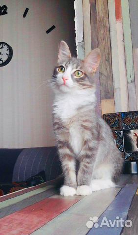 Котик Невидимка ищет свой дом. Спасен с улицы