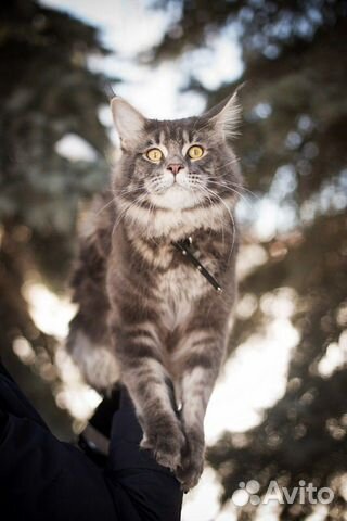 Вязка Самец породистого мейнкуна