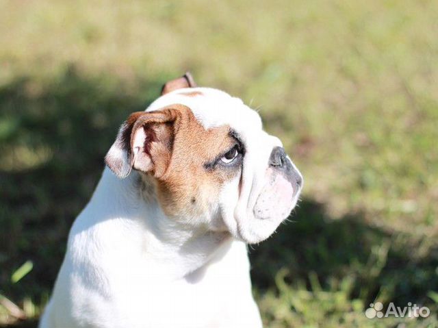 Мальчик английского бульдога