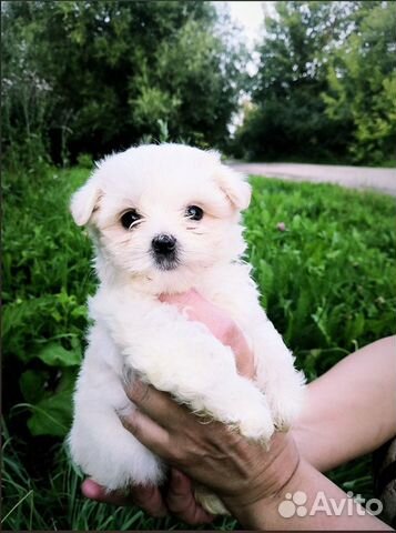 Воздушные облачка