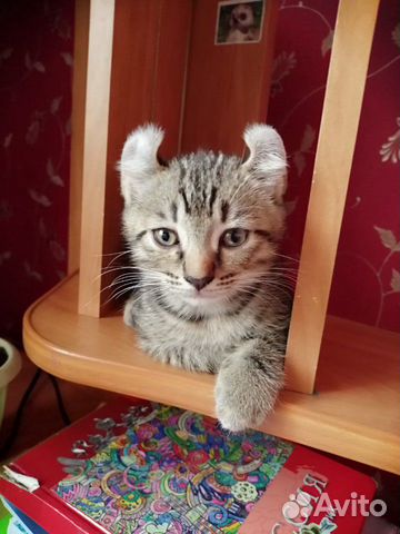 Котенок Американского кёрла