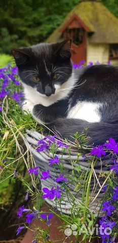 Котенок