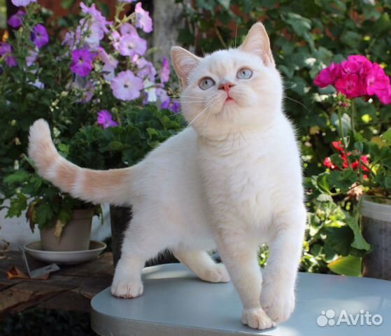 Шотландский красавчик