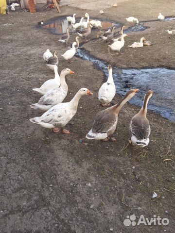 Гуси и утки