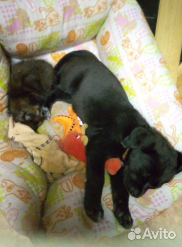 Щенок четыре месяца похож на лабрадора