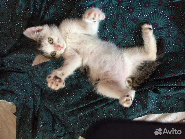 Чертенок котенок 2.5 мес