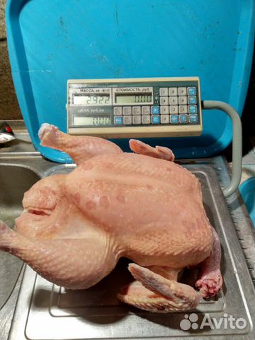 Продается мясо птицы живым весом: индюков, бройлер