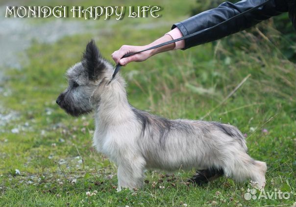 Щенок,девочка,редкой породы Скай терьер