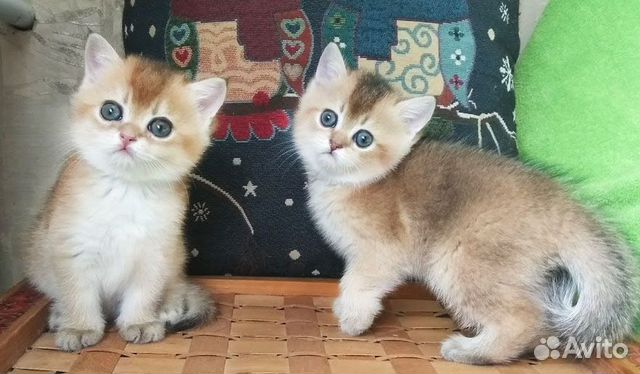 Золотые шотландские котята