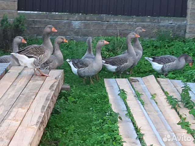 Гуси серые. Домашние. 3-3,5кг готовая тушка