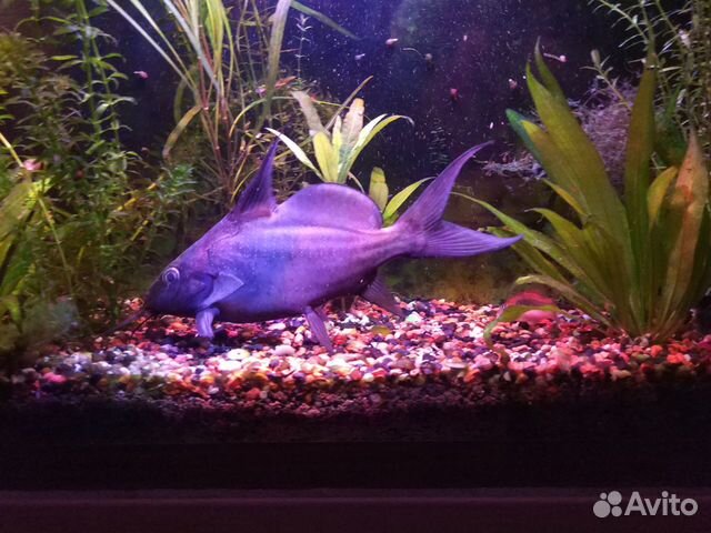 Черный багрус сом перевертыш