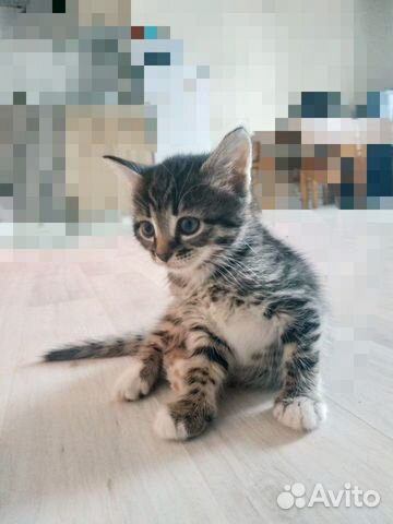 Плюшевые котята