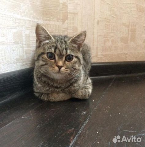 Шотландская кошечка