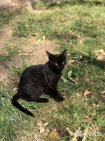 Котята бесплатно