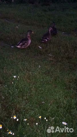 Утки подсадные