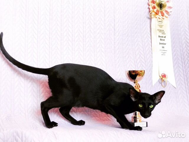 Продажа ориентальных котят