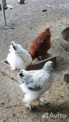 Продаю подрошених цыплят брама