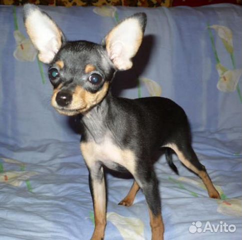 Продам щенка мини той-терьера 4 мес