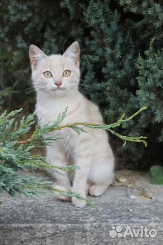 Кошечка нежного окраса