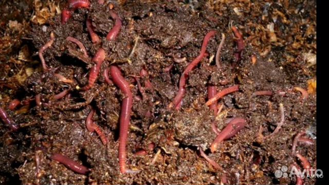 Черви для вермикомпостера